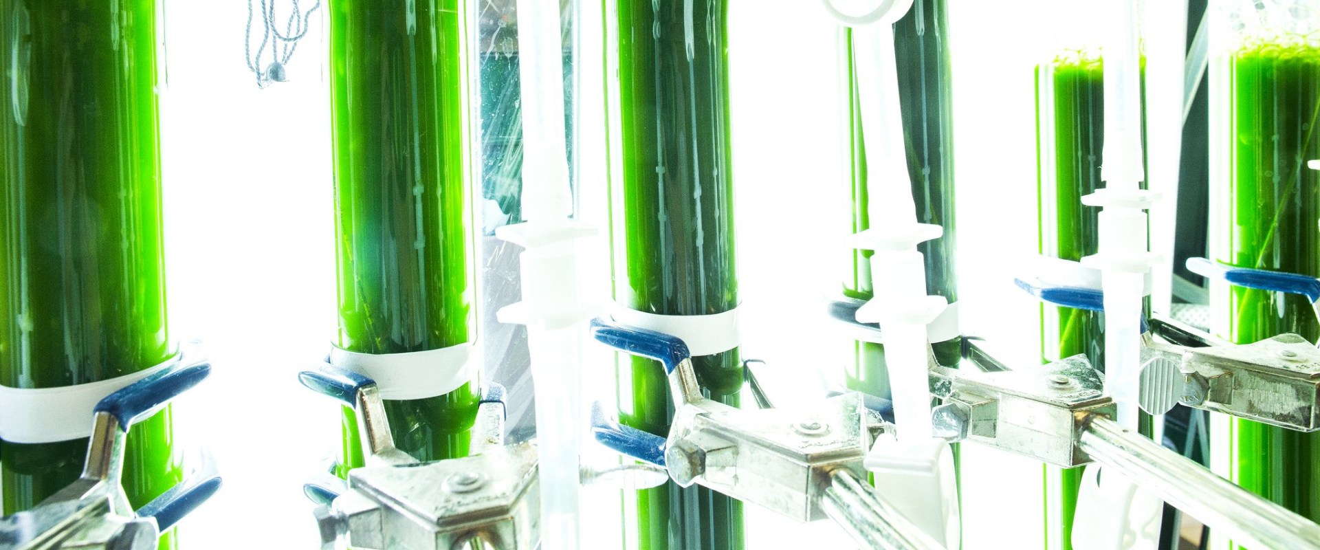 Mechanical Pressing for Producing Bio Diesel from Algae